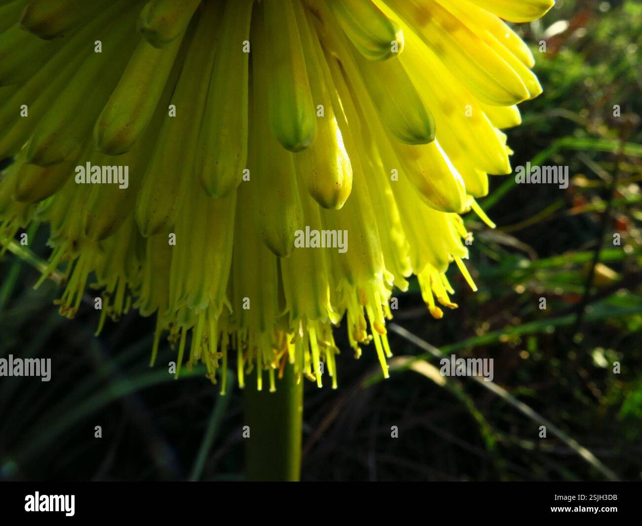 Winter Poker (Kniphofia rooperi), Plantae, Leisure Crest, Port Edward ...