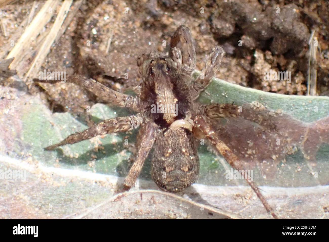Wolf Spiders (Lycosidae), Arachnida, Sabiepark, Sabie Park, 1260, South ...