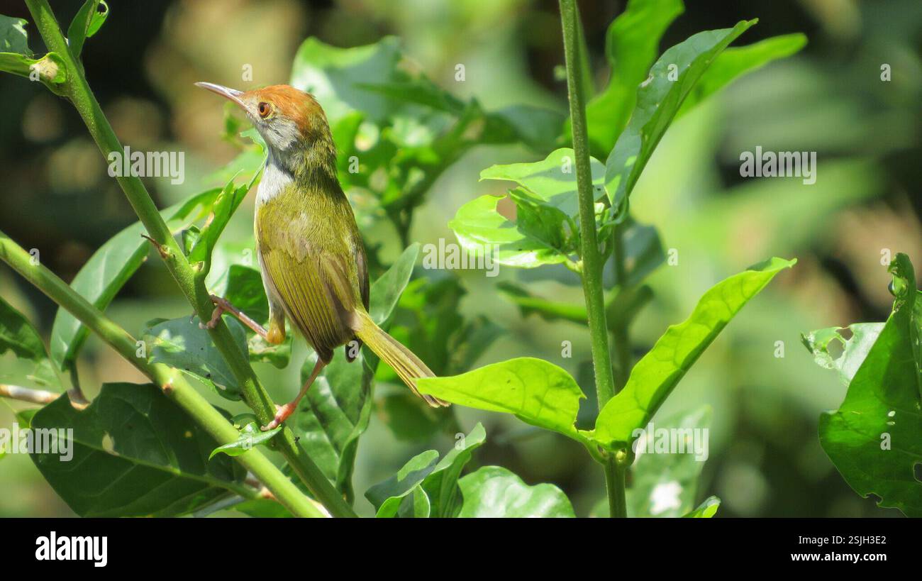 Common Tailorbird (Orthotomus sutorius), Aves, Краби, Таиланд Stock ...