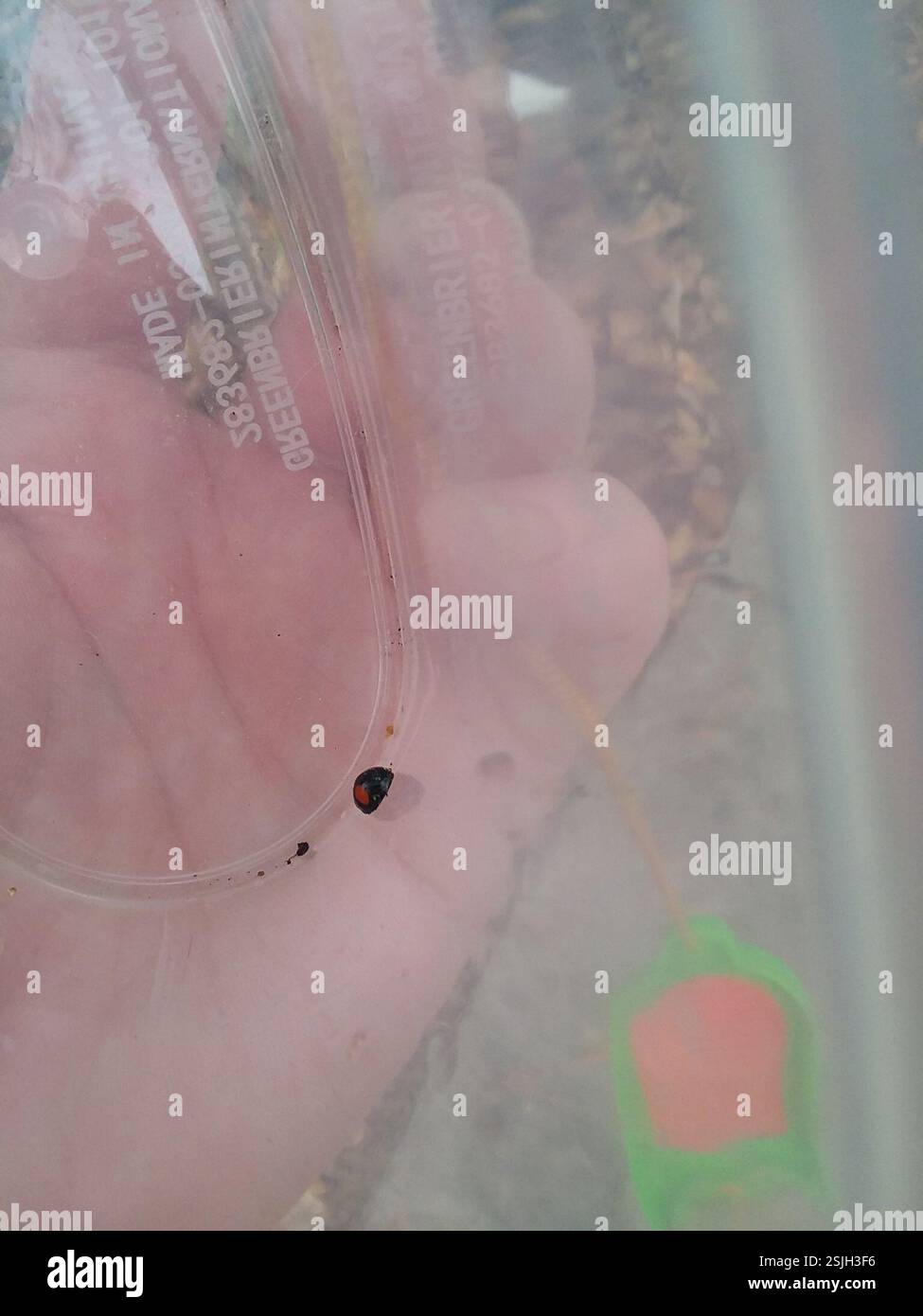 Cactus Lady Beetle (Chilocorus cacti), Insecta, Windsor Forest ...