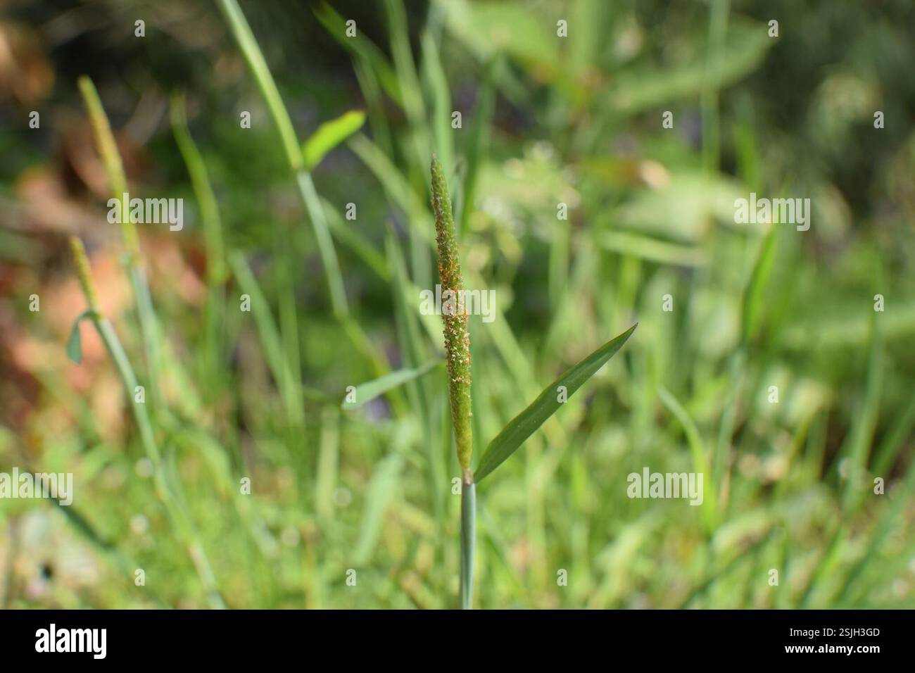 short-awn foxtail (Alopecurus aequalis), Plantae, 中国浙江省杭州市西湖区 Stock ...