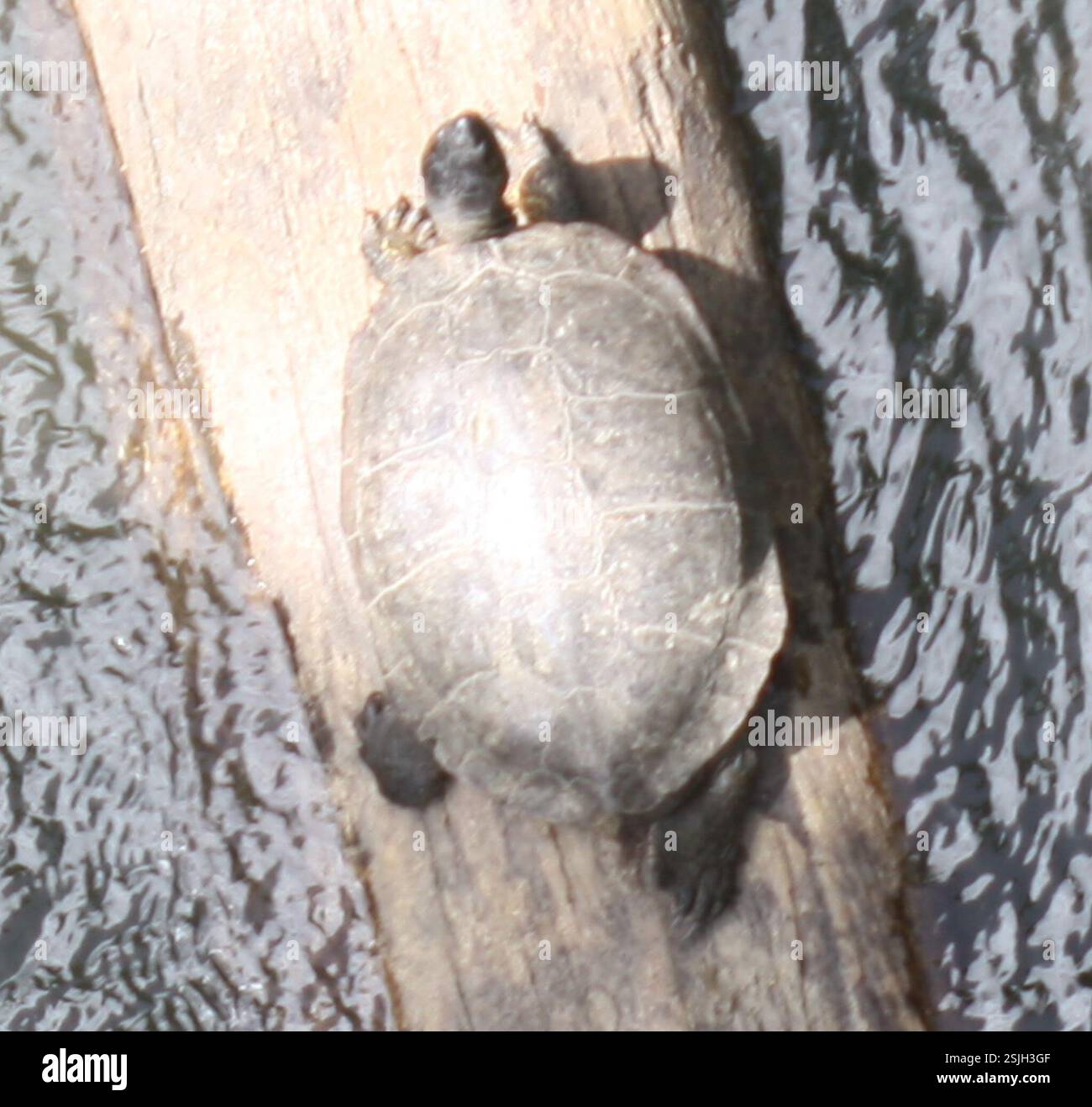 Black River Turtle (Rhinoclemmys funerea), Reptilia, Costa Rica Stock ...