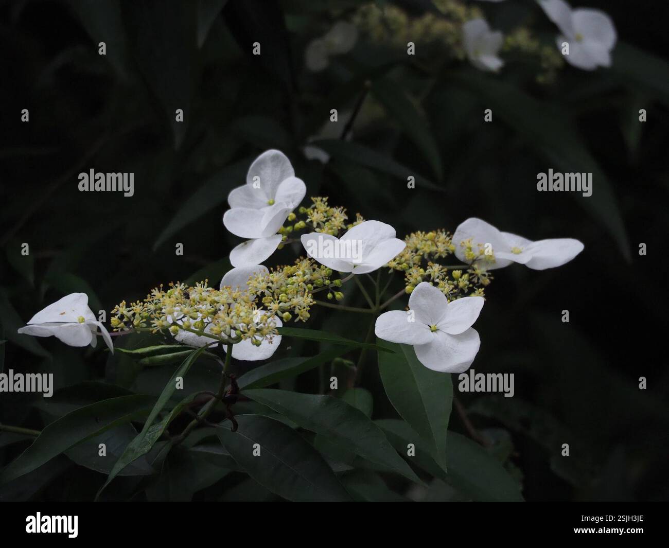 Chinese Hydrangea (Hydrangea chinensis), Plantae, 台灣台北 Stock Photo - Alamy