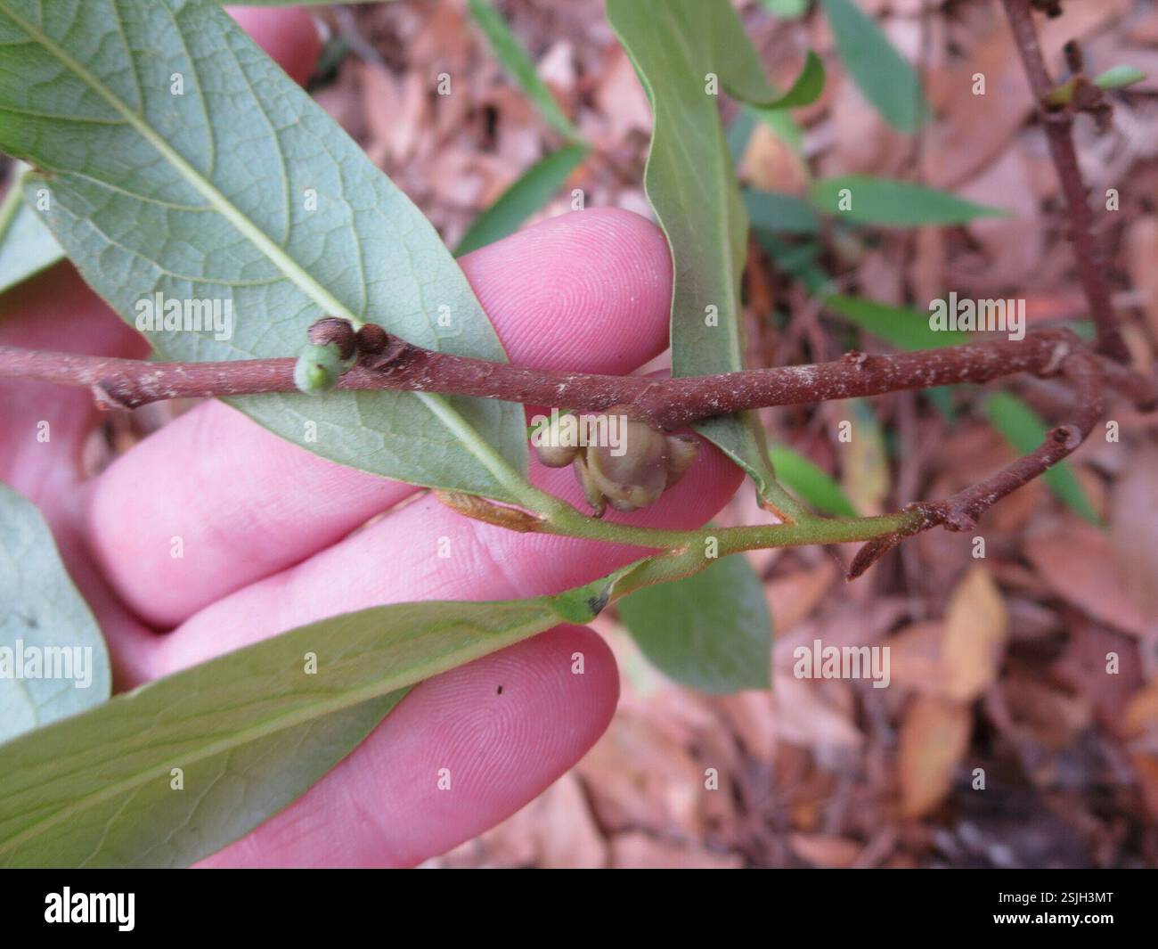 Small-Flower Pawpaw (Asimina parviflora), Plantae, Berkshire Woods ...