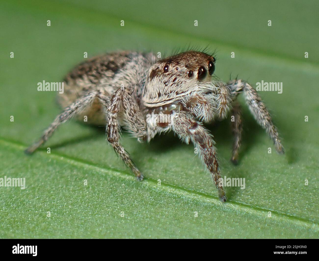 Paradise Jumping Spiders (Habronattus), Arachnida, Copan Ruinas ...