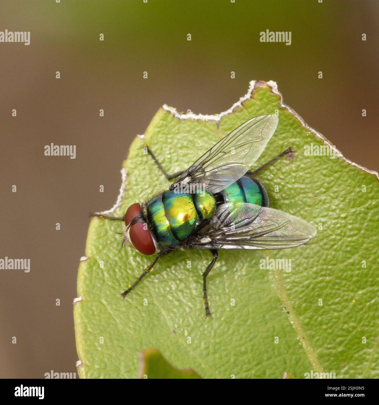 Guasca cundinamarca hi-res stock photography and images - Alamy