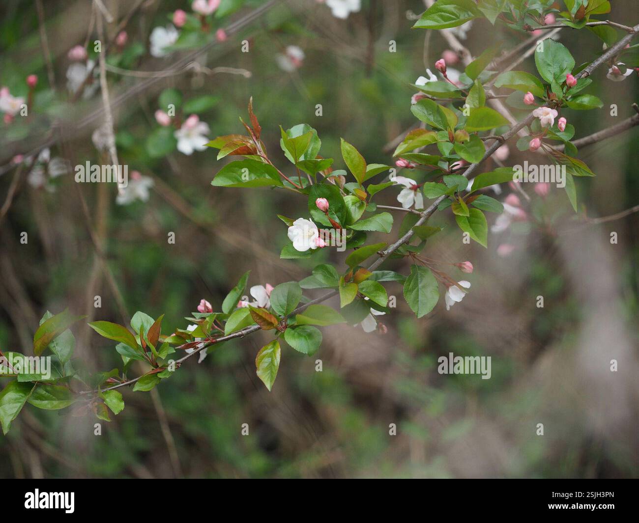 sweet crabapple (Malus coronaria), Plantae, Lorton, VA, USA Stock Photo ...