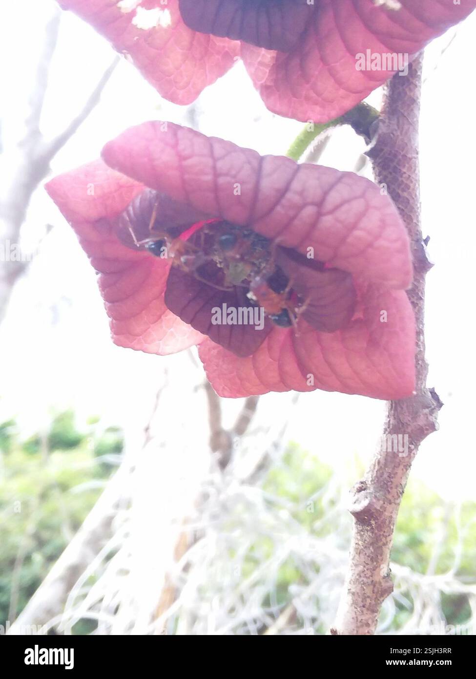 Florida Carpenter Ant (Camponotus floridanus), Insecta, Windsor Forest ...