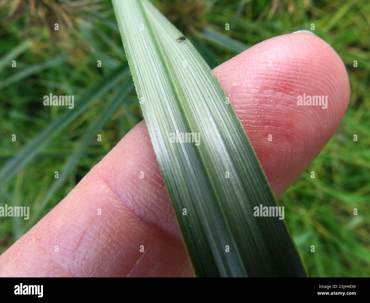 Fig Sedge (Cyperus dives), Plantae, Howick, 3290, South Africa, Fig ...