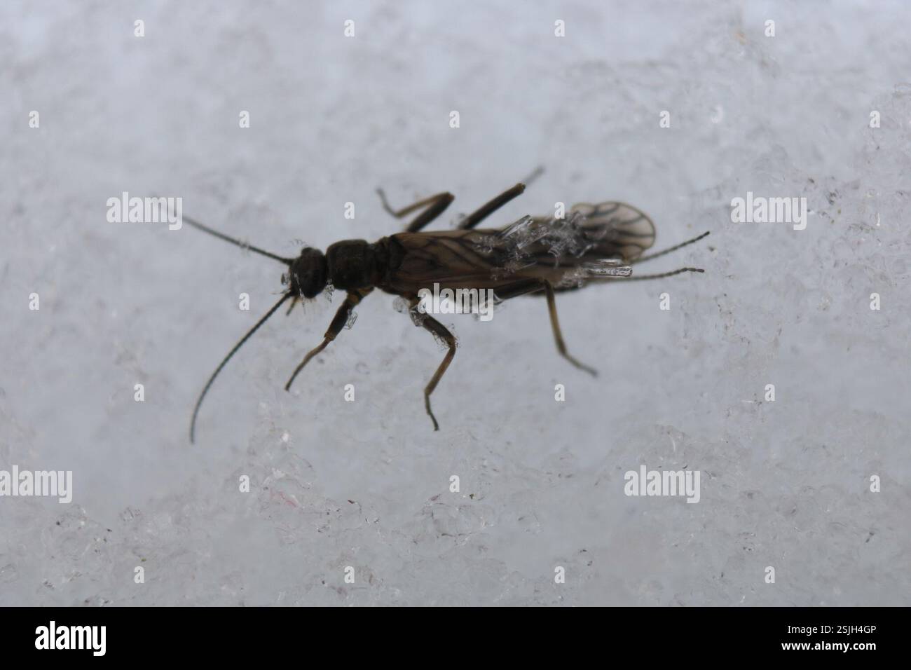 Common Snowfly (Allocapnia granulata), Insecta, Medway, London, ON ...