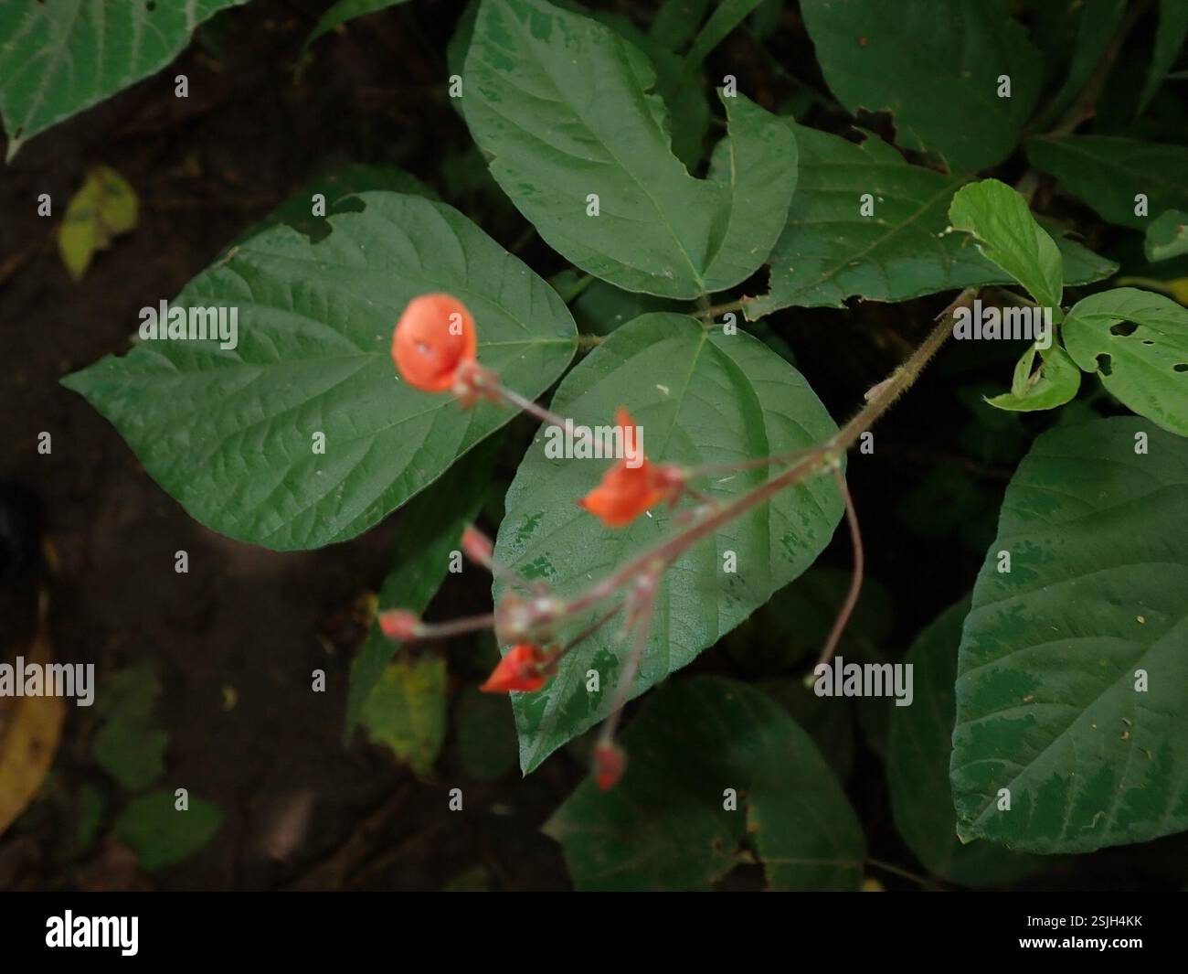 Orange Tick-trefoil (Hylodesmum repandum), Plantae, Chase Valley ...