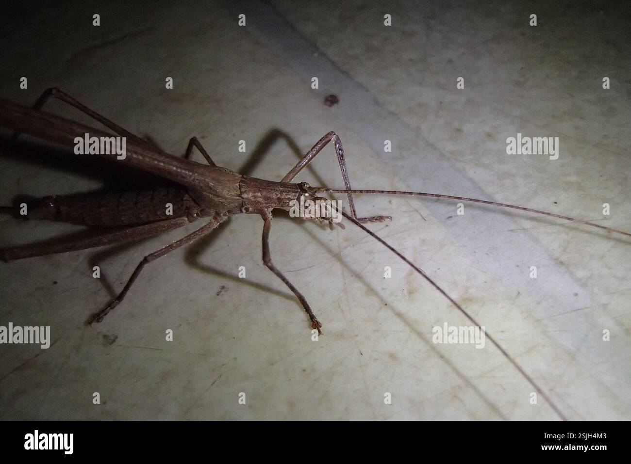 Australian Twig-mimicking Katydid (Zaprochilus australis), Insecta, 62 ...