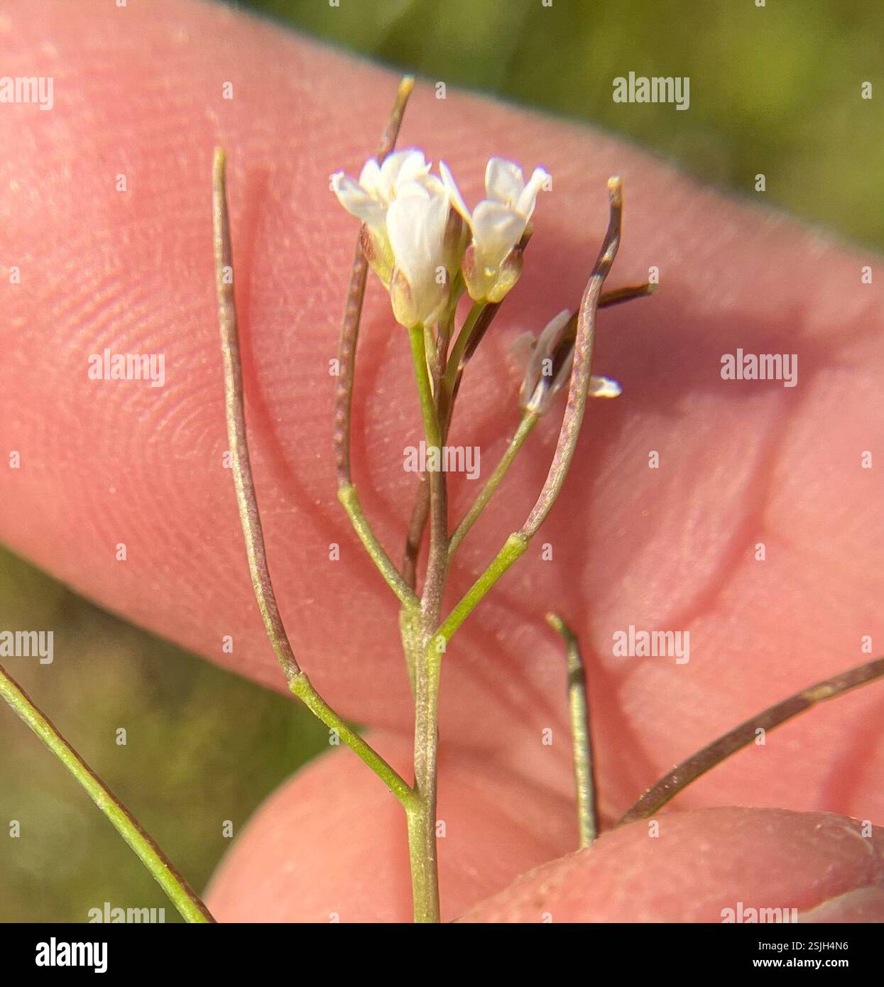 Sand Bittercress (Cardamine parviflora), Plantae, McAlpine Creek ...