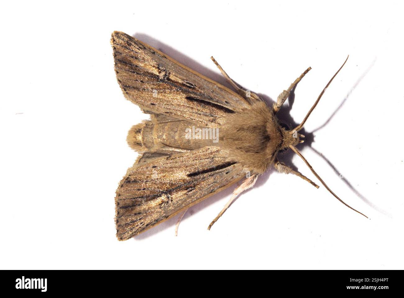 (Ichneutica propria), Insecta, Omarama, New Zealand, Alpine zone moths ...