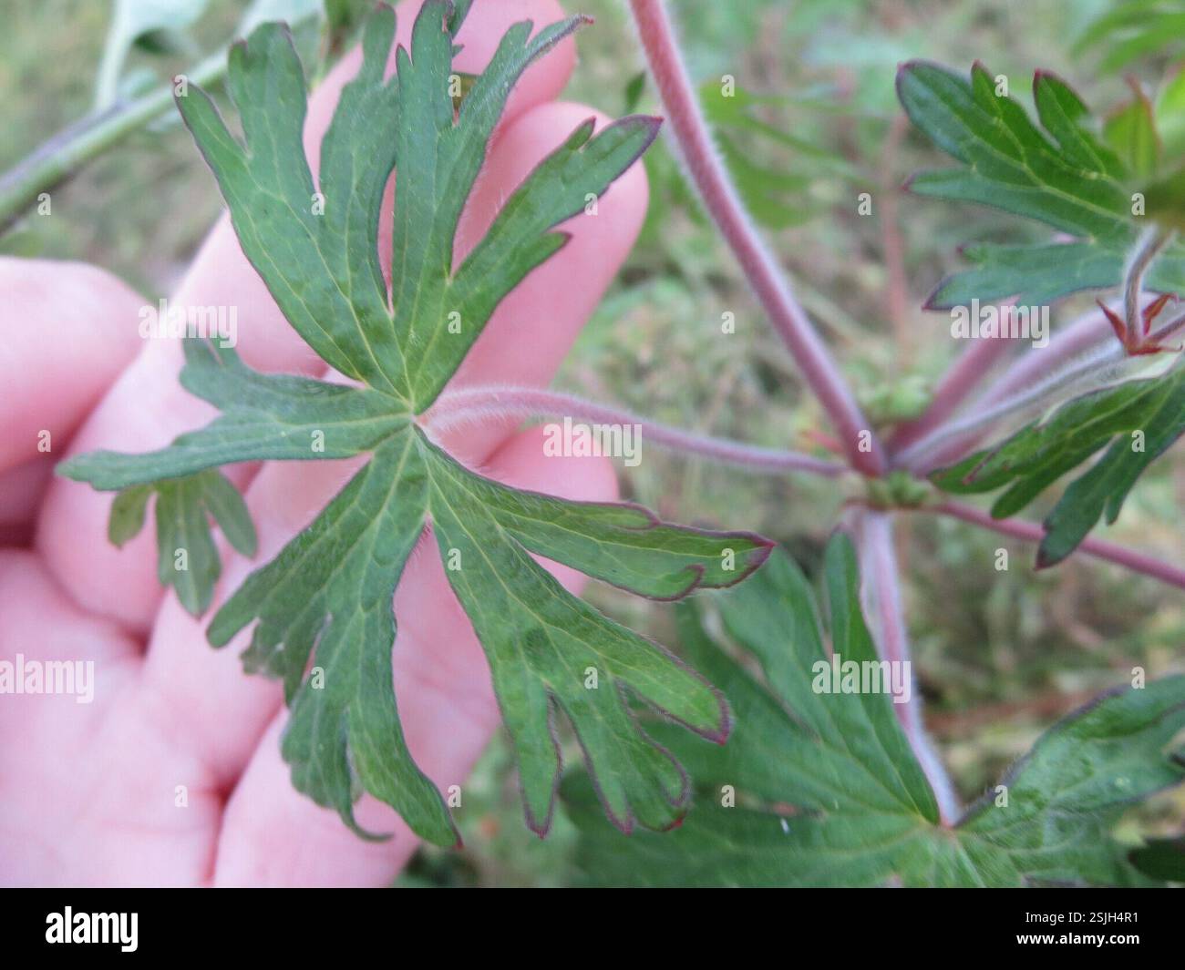Carolina crane's-bill (Geranium carolinianum), Plantae, Windsor Forest ...
