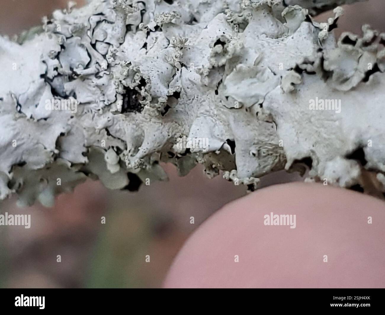 Ruffle Lichens (Parmotrema), Fungi, Sullivan's Island, SC, USA Stock ...