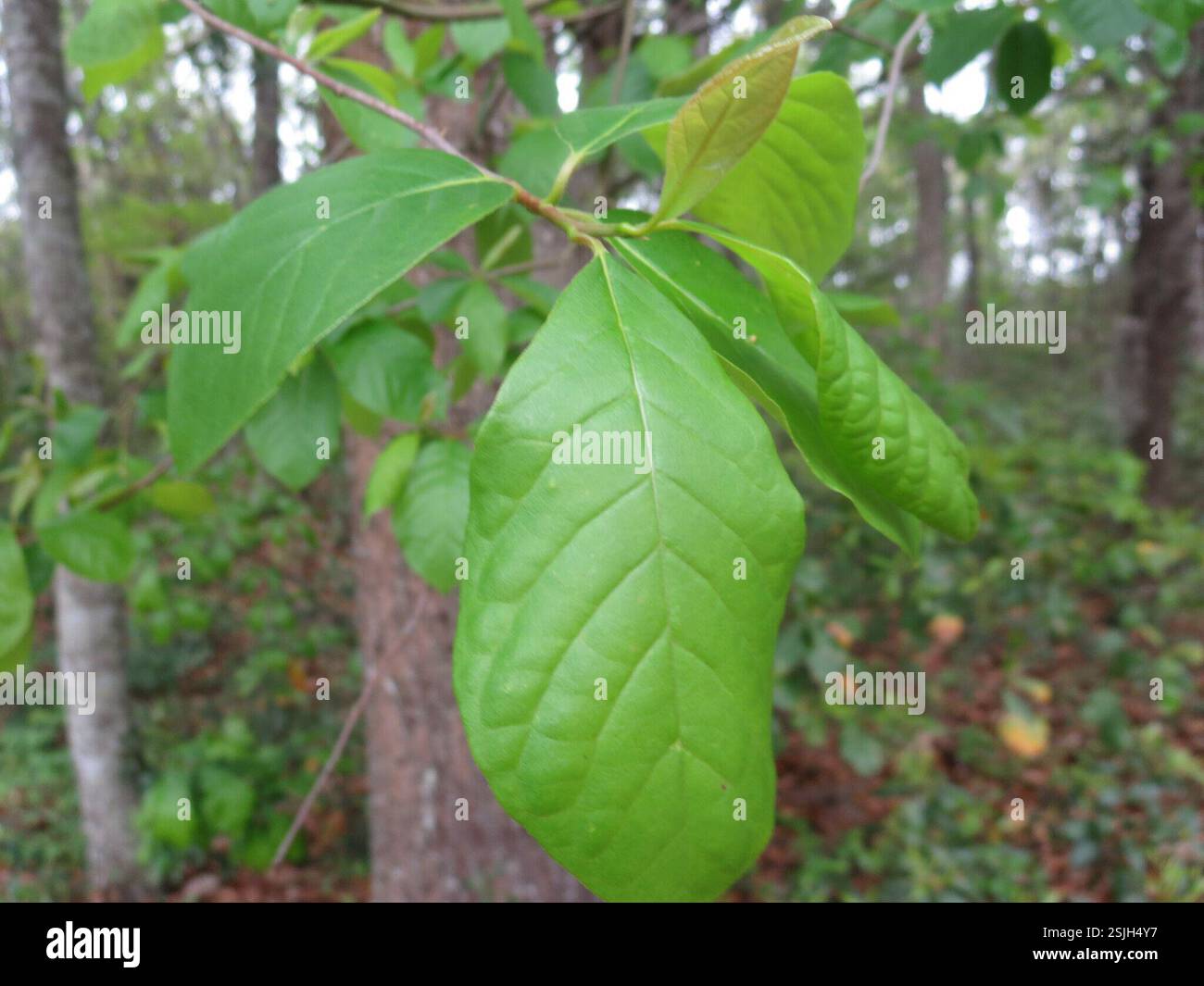 Black Tupelo (Nyssa sylvatica), Plantae, Windsor Forest, Savannah, GA ...