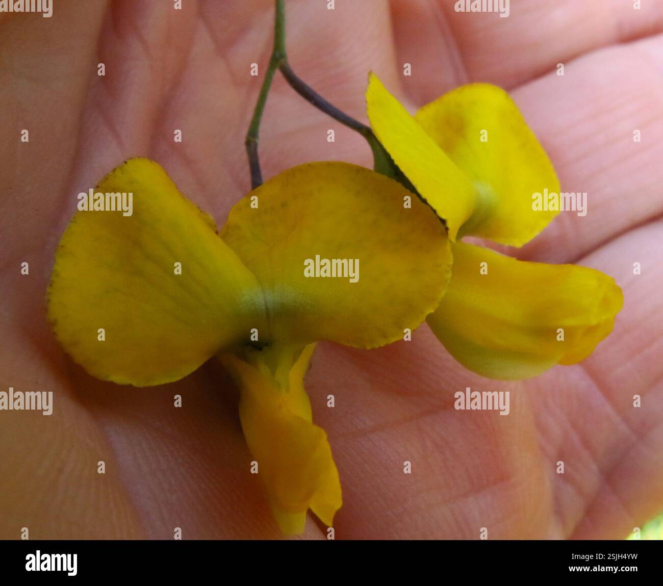 Egyptian riverhemp (Sesbania sesban), Plantae, uMkhanyakude District ...