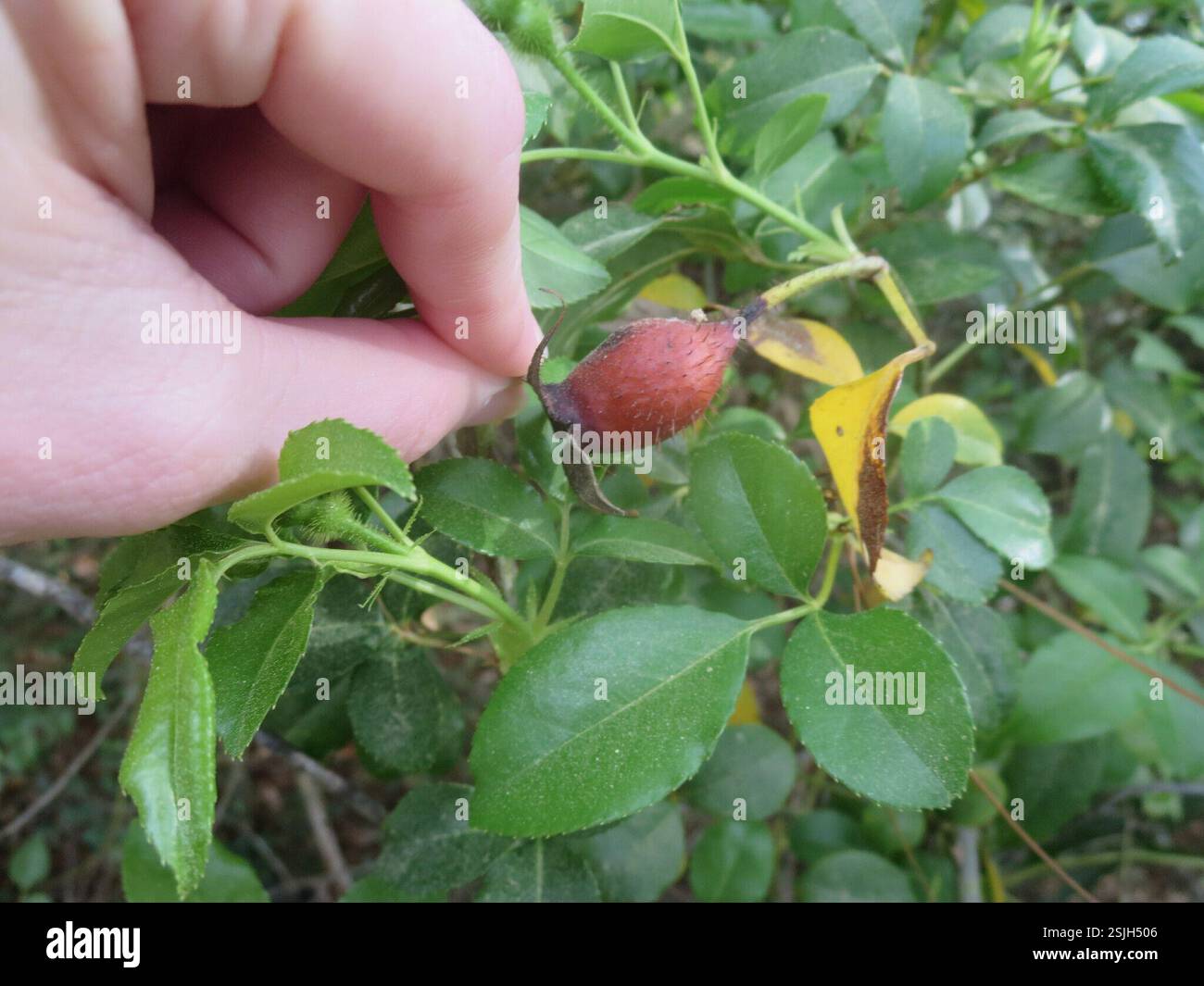 Cherokee rose (Rosa laevigata), Plantae, Windsor Forest, Savannah, GA ...
