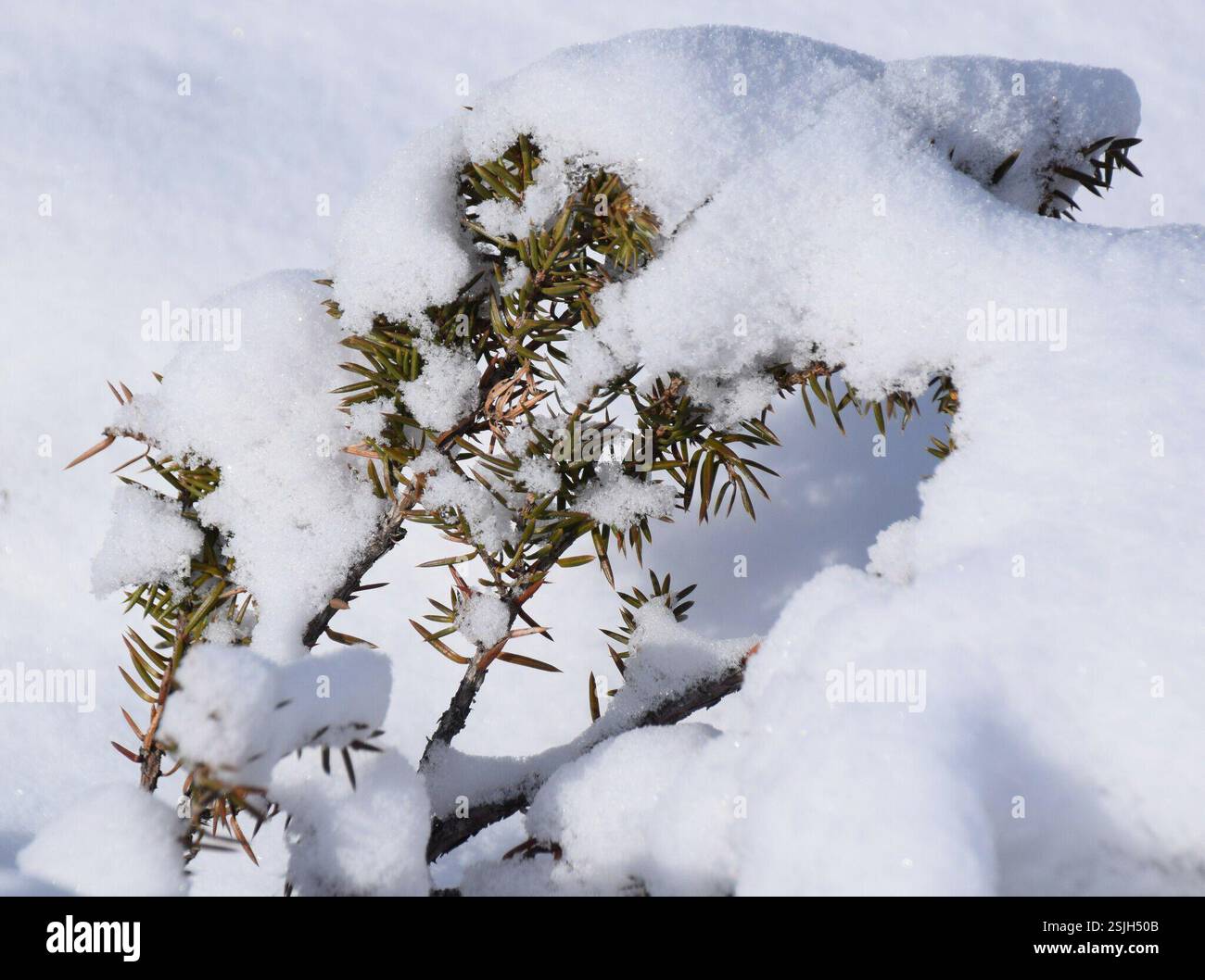 common juniper (Juniperus communis), Plantae, Ville-Marie, QC, Canada ...