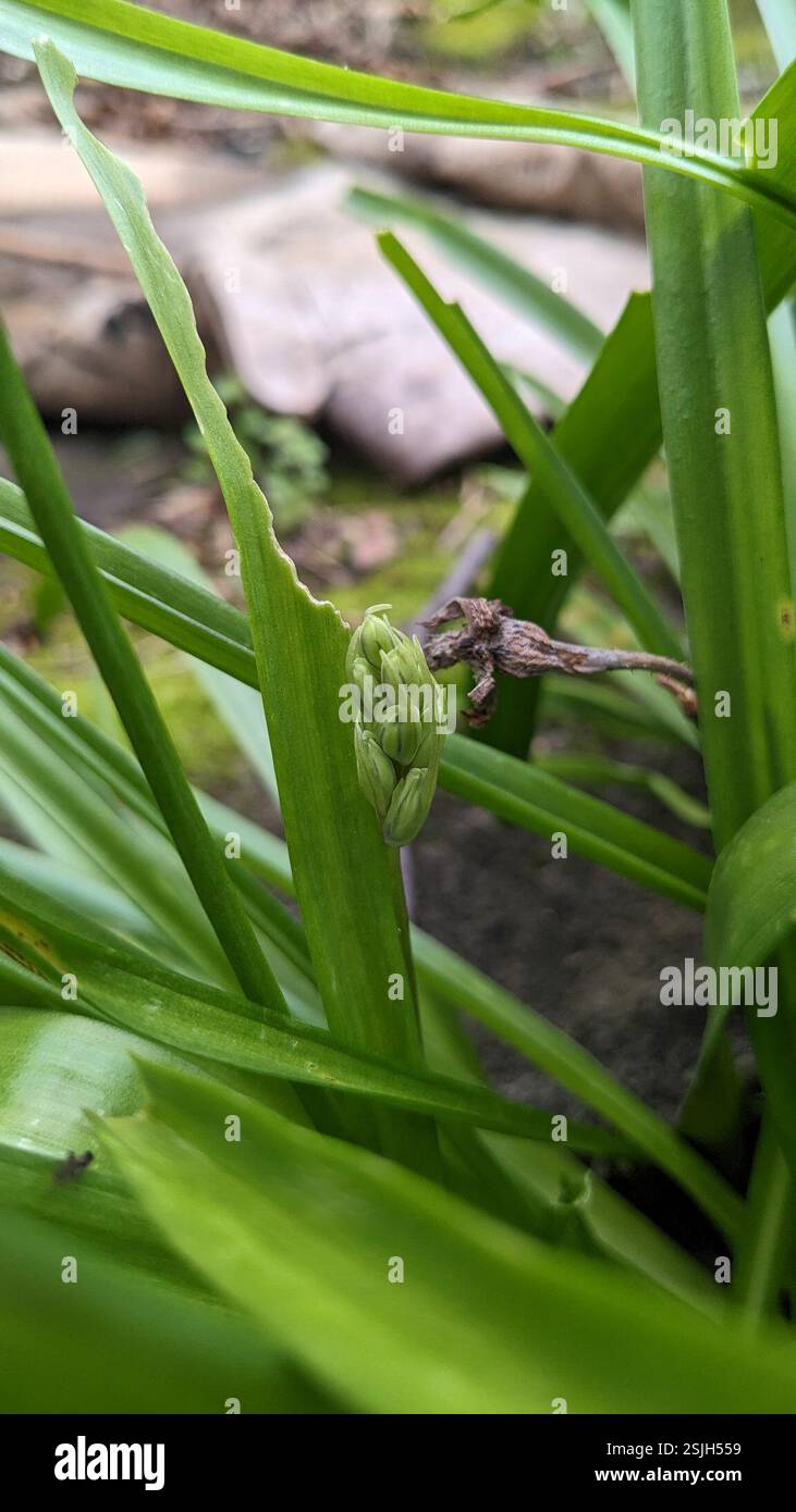 Bluebell rust (Uromyces hyacinthi), Fungi, London, UK Stock Photo - Alamy