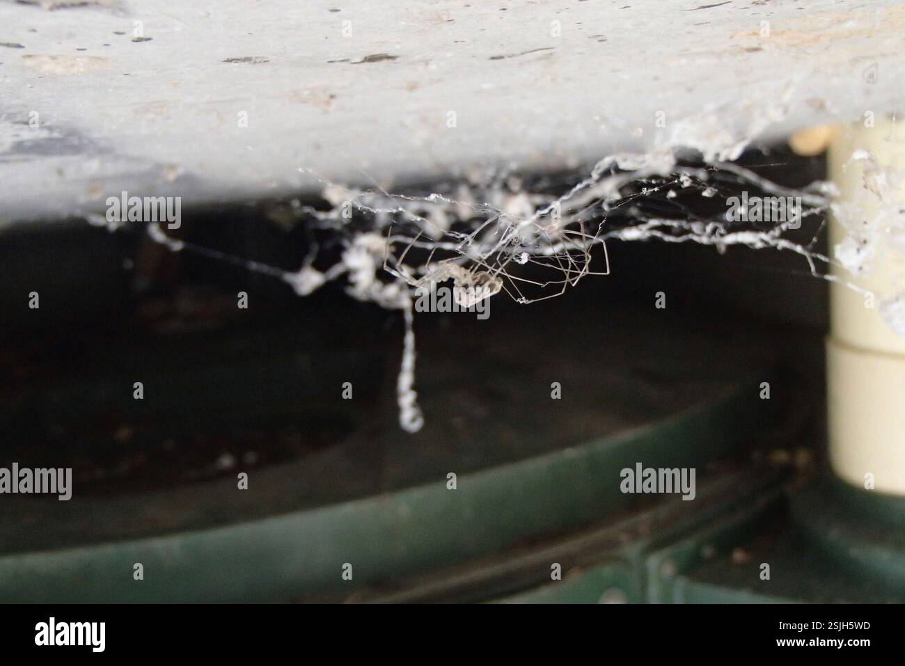 Spiders (Araneae), Arachnida, 62 Railway Parade, Wentworth Falls NSW ...