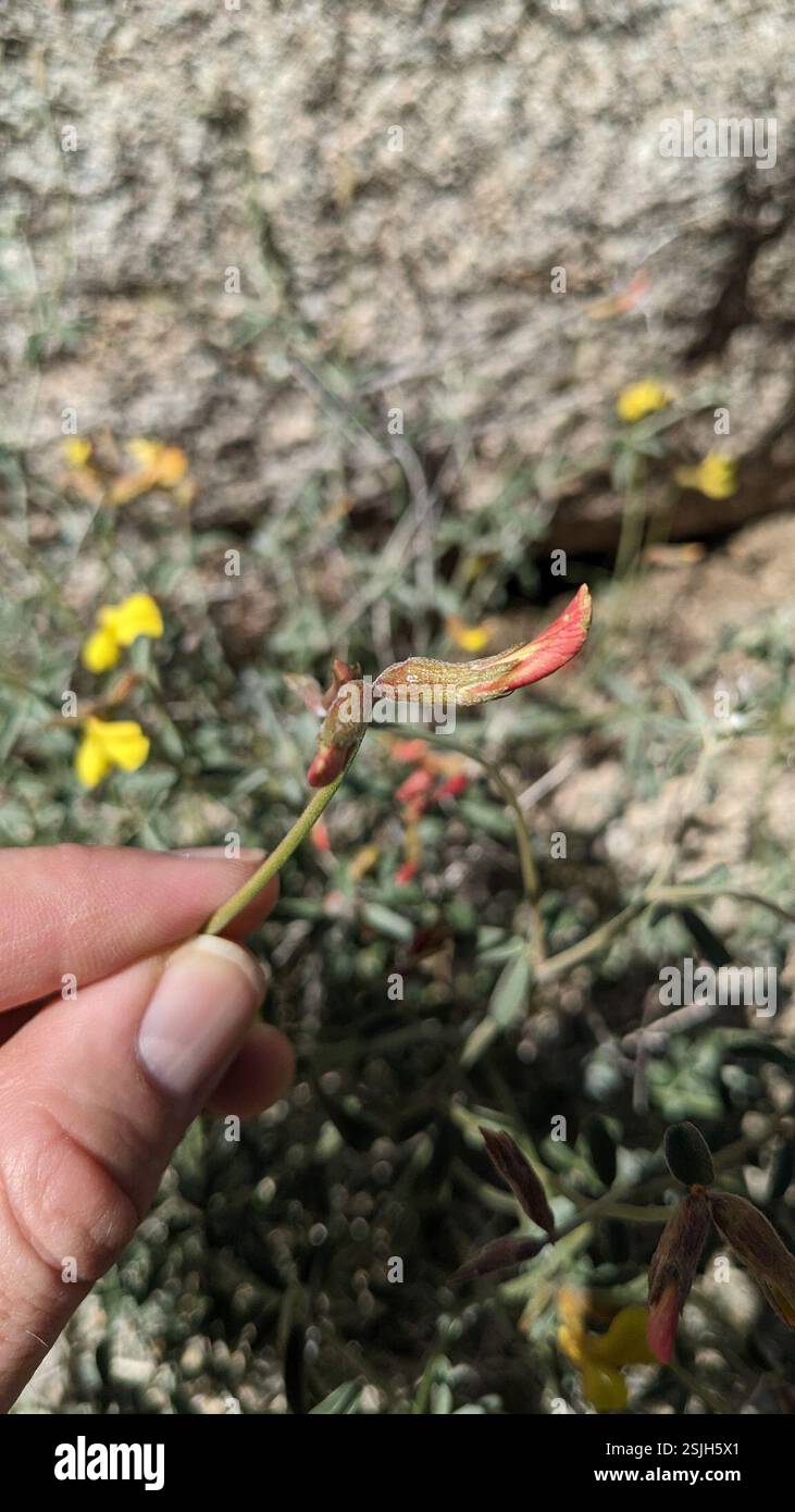 shrubby deervetch (Acmispon rigidus), Plantae, San Diego, California ...