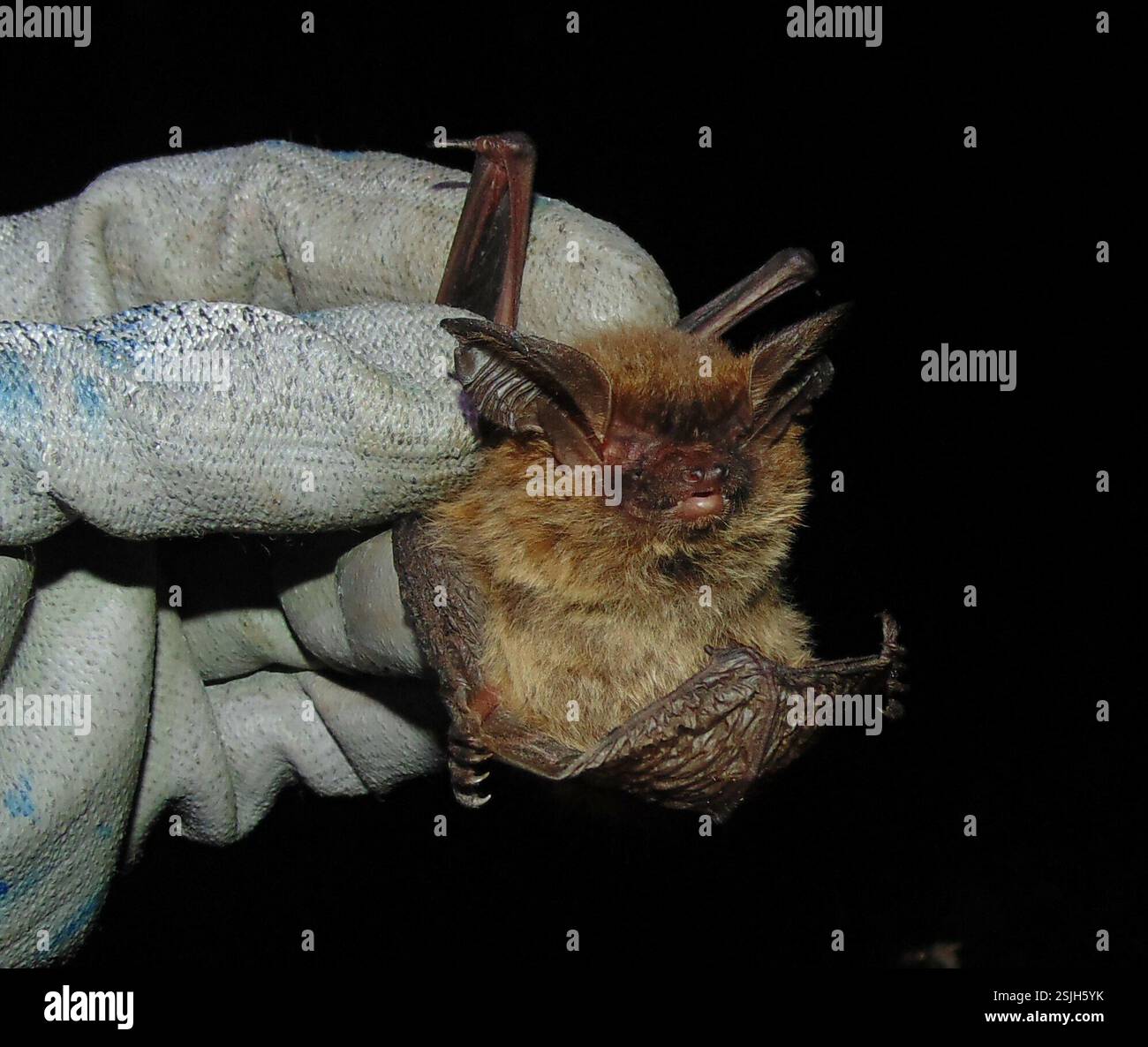small big-eared brown bat (Histiotus montanus), Mammalia, Urubici - SC ...