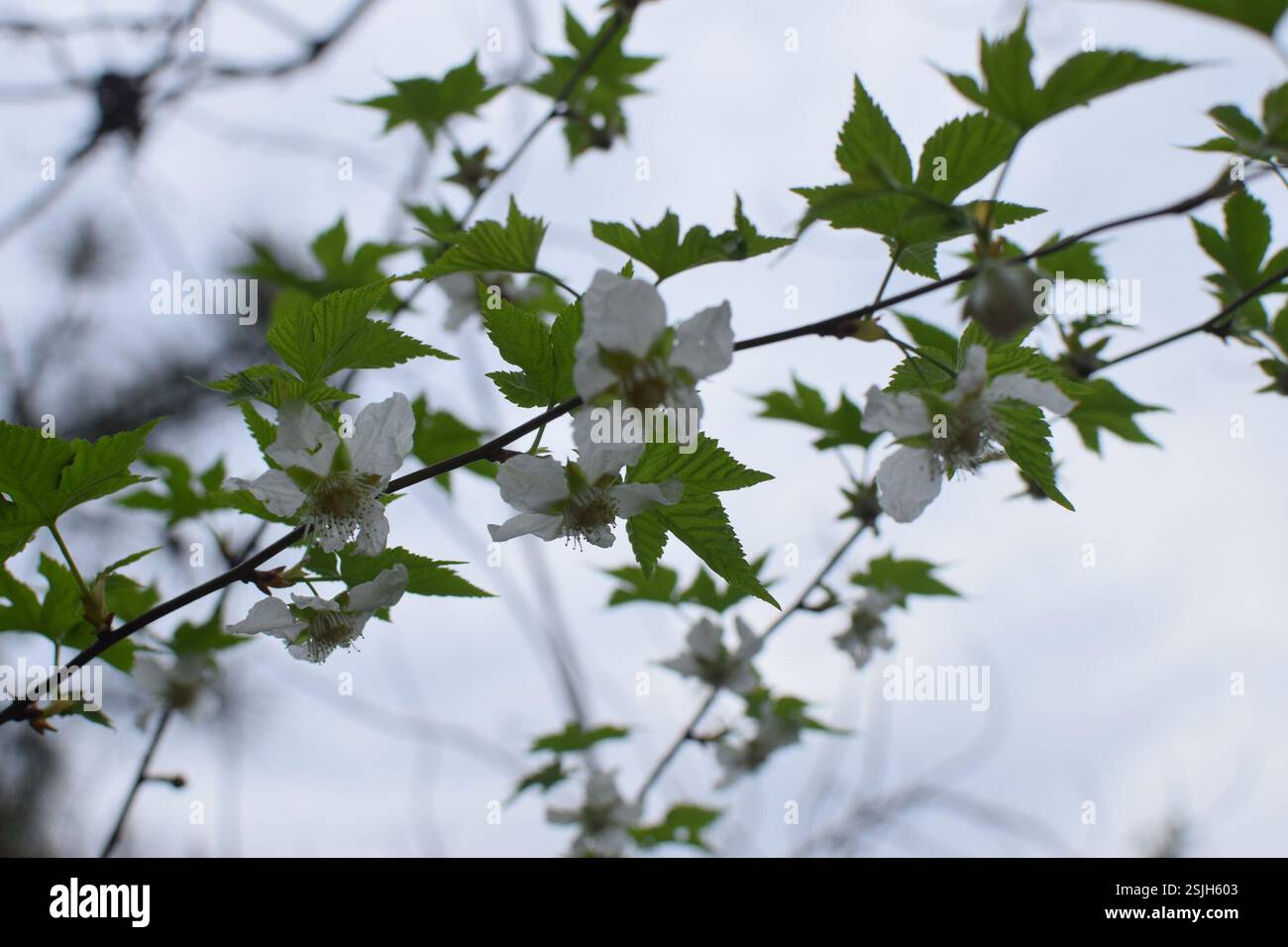 Rubus chingii hi-res stock photography and images - Alamy