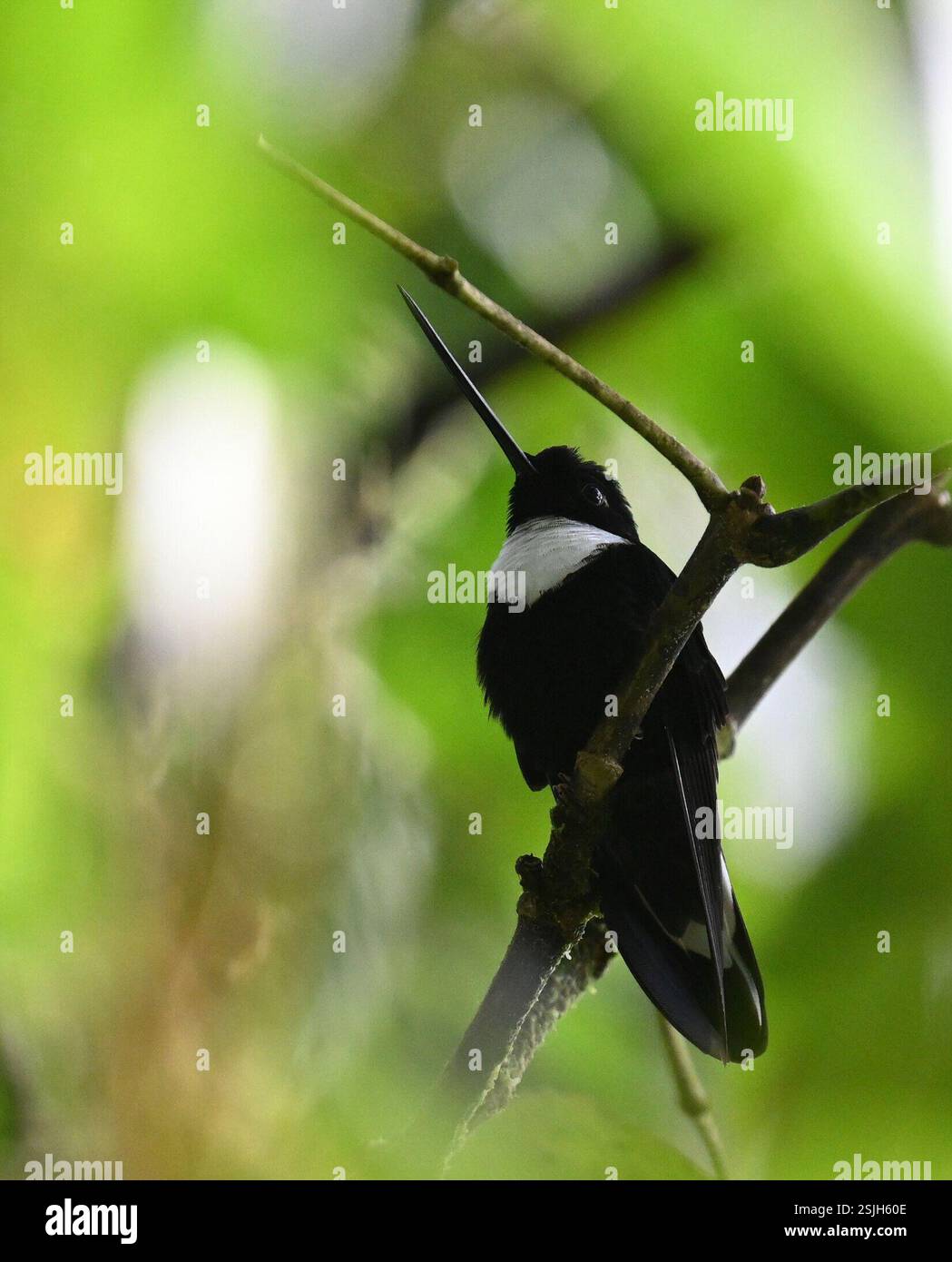 Collared Inca (Coeligena torquata), Aves, Cordillera Guacamayos-Sendero Jumandy, Quijos, Ecuador ...