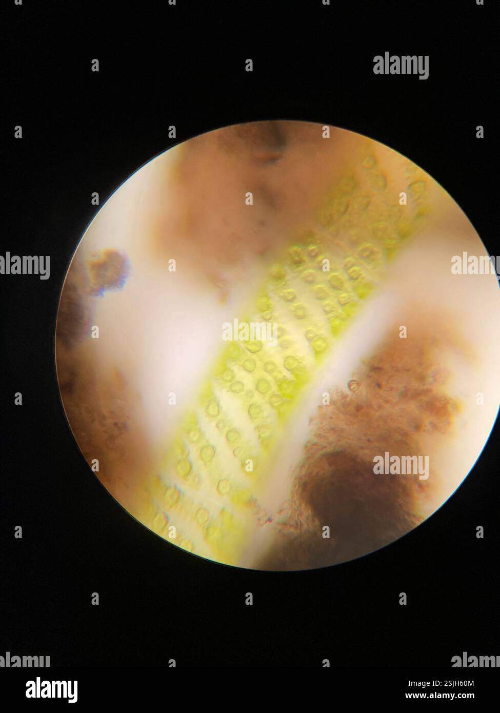 (Spirogyra), Plantae, Florida, US, muddy canal water. 25x ocular lens ...
