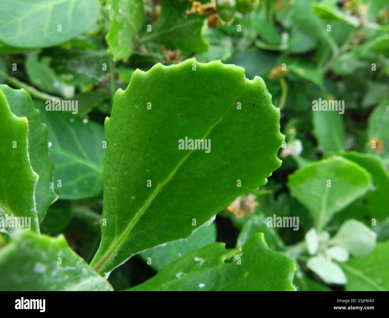 Bietou (Osteospermum moniliferum), Plantae, Beacon Rocks, Margate, 4270 ...