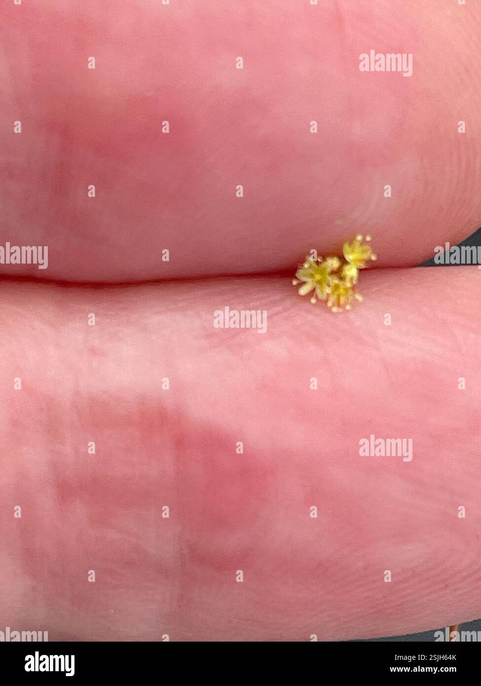 Thomas's Wild Buckwheat (Eriogonum thomasii), Plantae, Borrego Springs ...
