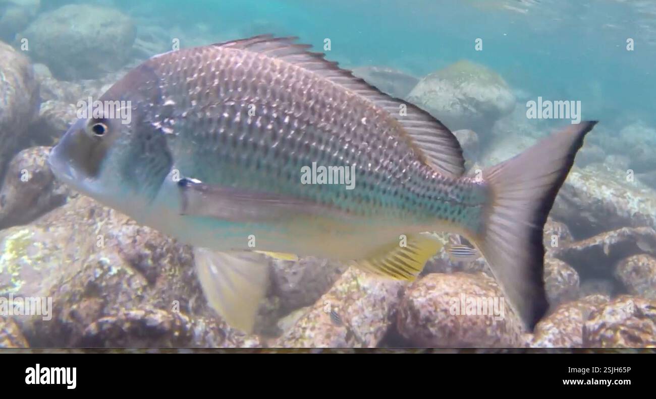 Yellowfin Bream (Acanthopagrus australis), Actinopterygii, Shelly Beach ...
