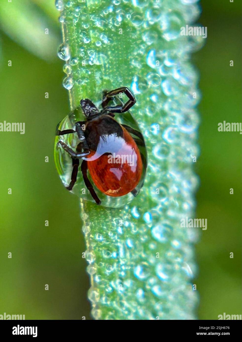 Western Black-legged Tick (Ixodes pacificus), Arachnida, Monaña de Oro ...