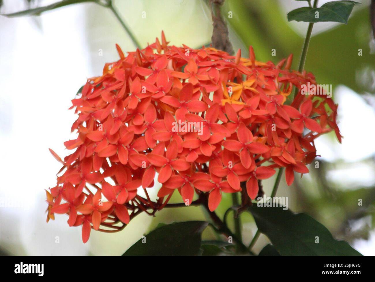 Jungle flame (Ixora coccinea), Plantae, Mysore Division, Karnataka ...