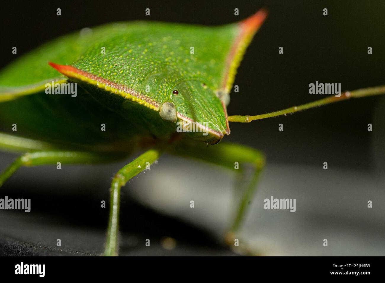Spined green stink bug (Loxa flavicollis), Insecta, Florida, US Stock ...