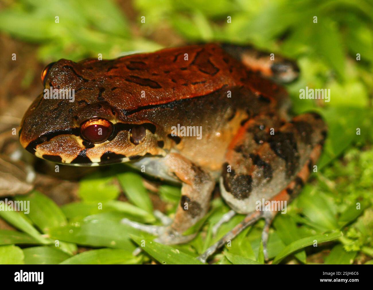 Savage's Thin-toed Frog (Leptodactylus savagei), Amphibia, Sarapiquí ...