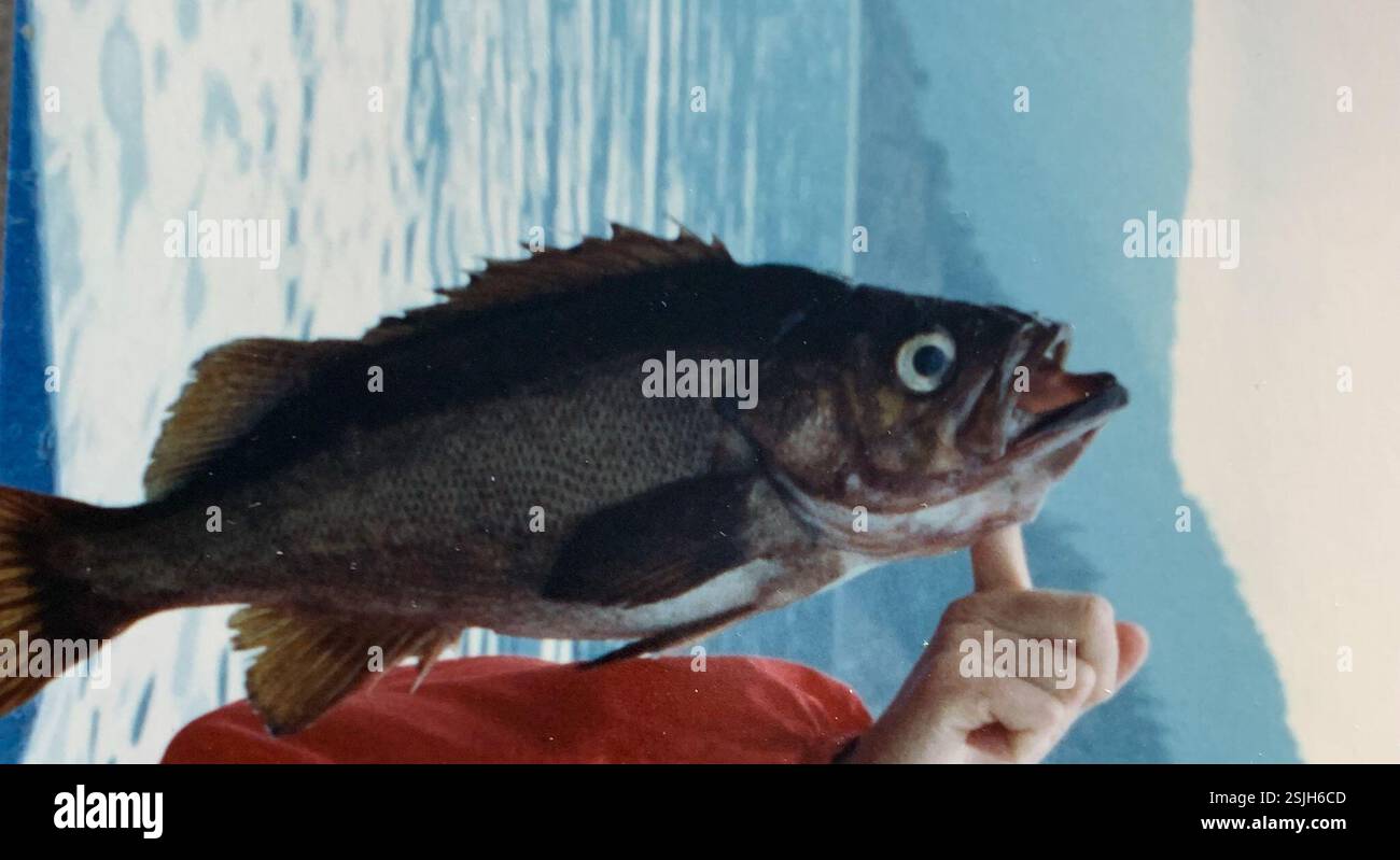 Yellowtail Rockfish (Sebastes flavidus), Actinopterygii, Victoria ...