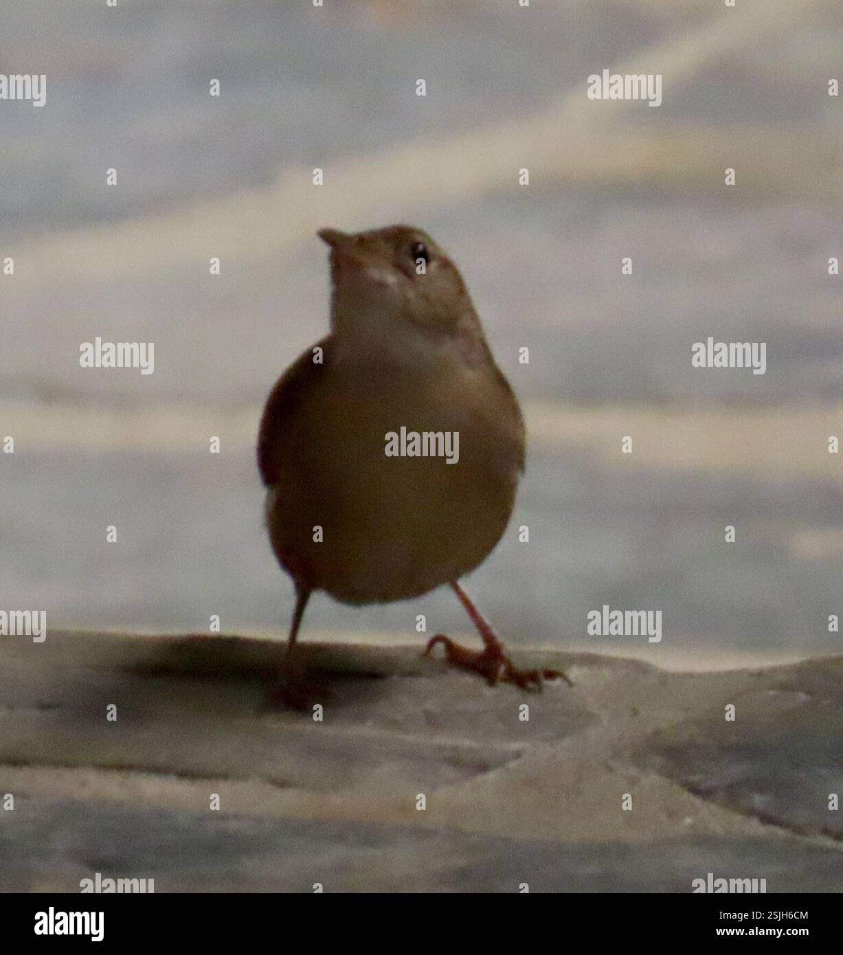 Barring on brown plumage hi-res stock photography and images - Alamy