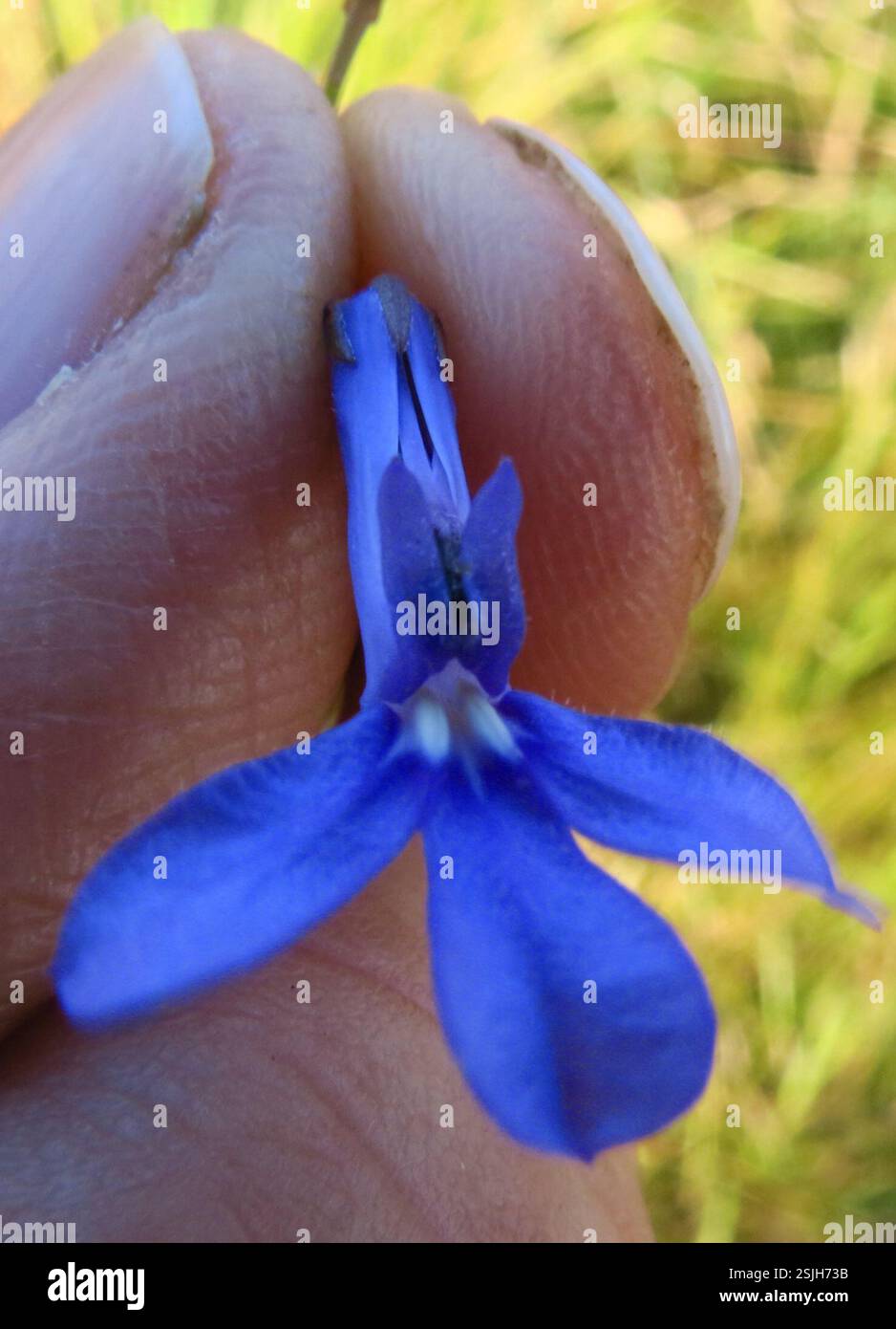 Lobelias (Lobelia), Plantae, uMkhanyakude District Municipality, South ...