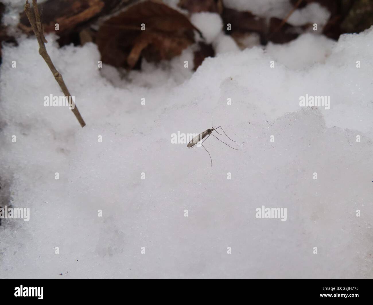 (Trichocera), Insecta, Waukesha County, WI, USA Stock Photo - Alamy