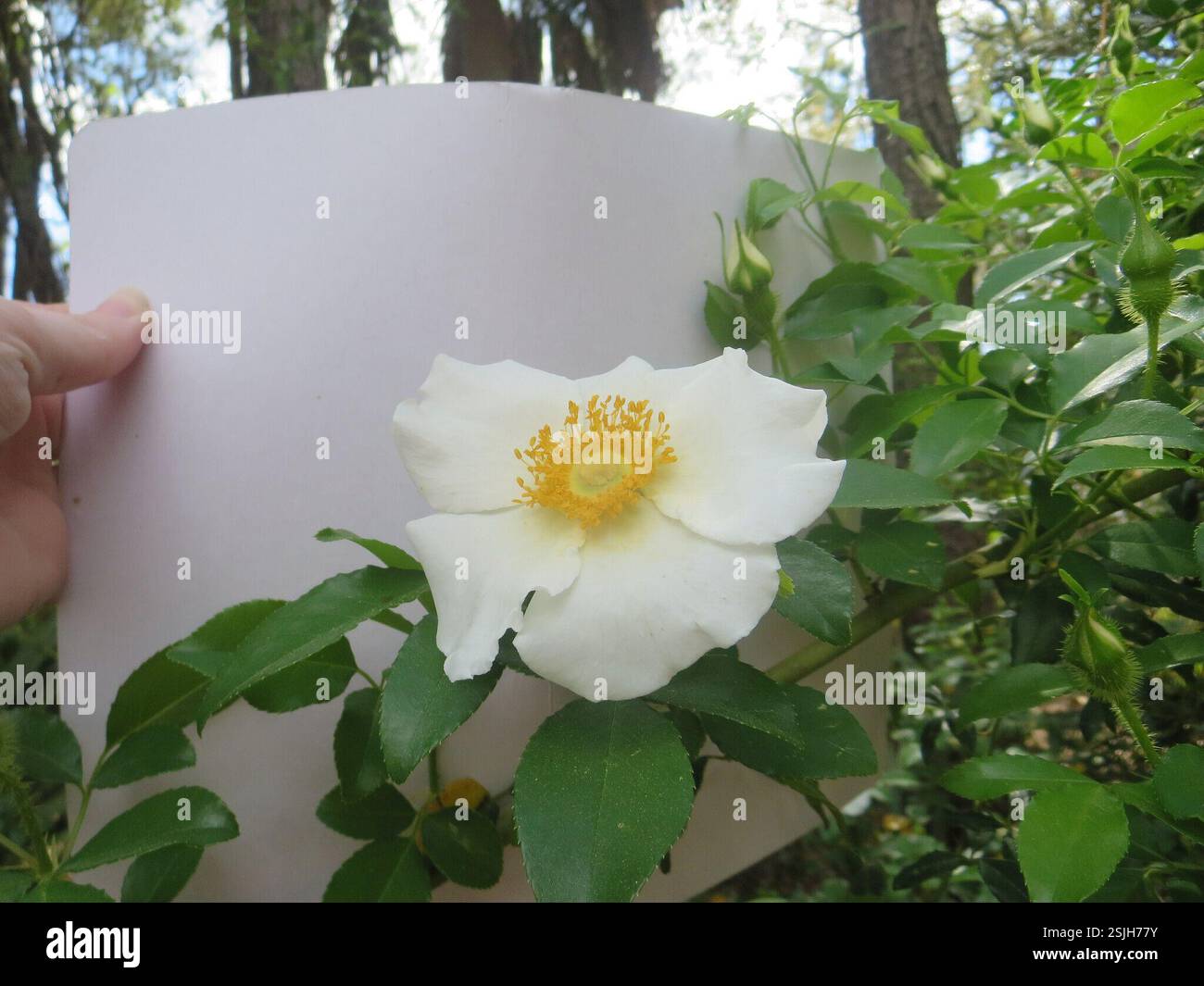 Cherokee rose (Rosa laevigata), Plantae, Windsor Forest, Savannah, GA ...