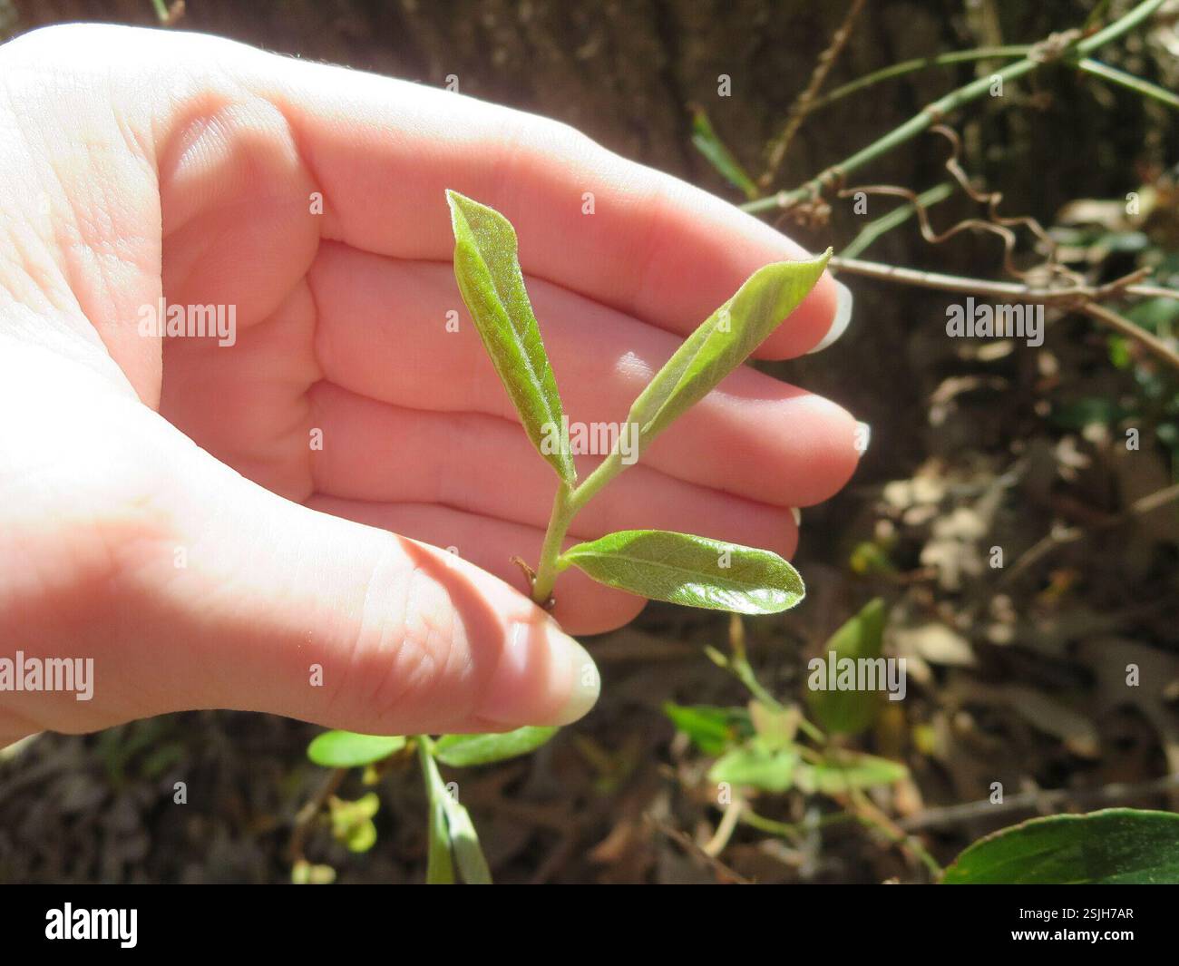 Small-Flower Pawpaw (Asimina parviflora), Plantae, Windsor Forest ...