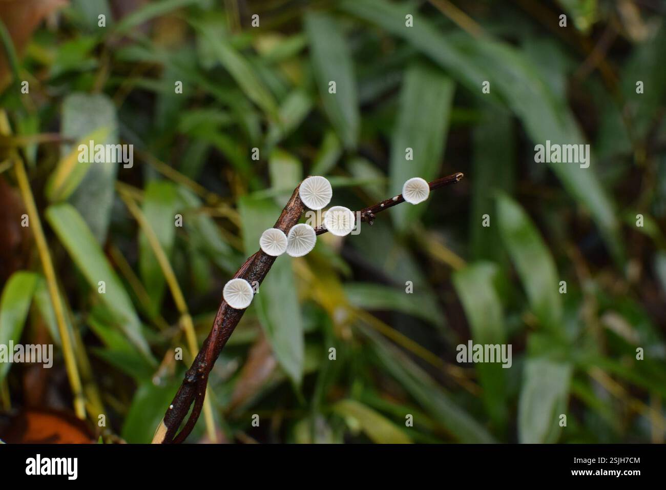 (Chaetocalathus craterellus), Fungi, 中国浙江省杭州市西湖区 Stock Photo - Alamy