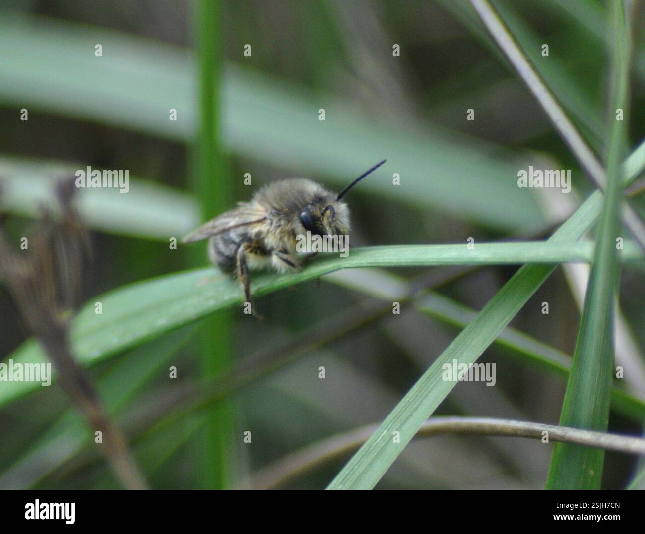 Cellophane Bees (Colletes), Insecta, 33980 Audenge, France Stock Photo ...