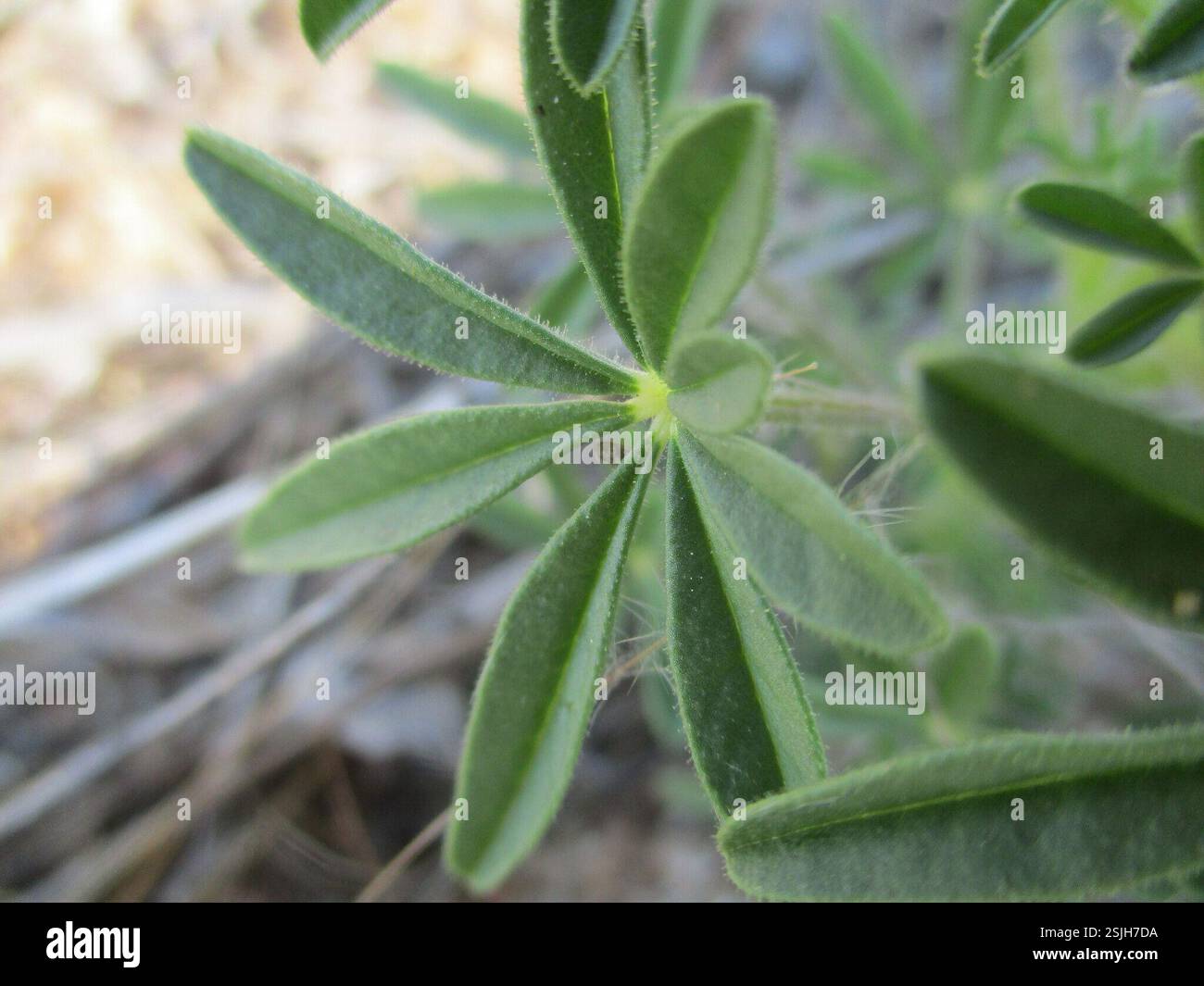 Elegant Spindlepod (Cleome elegantissima), Plantae, Erongo Region ...