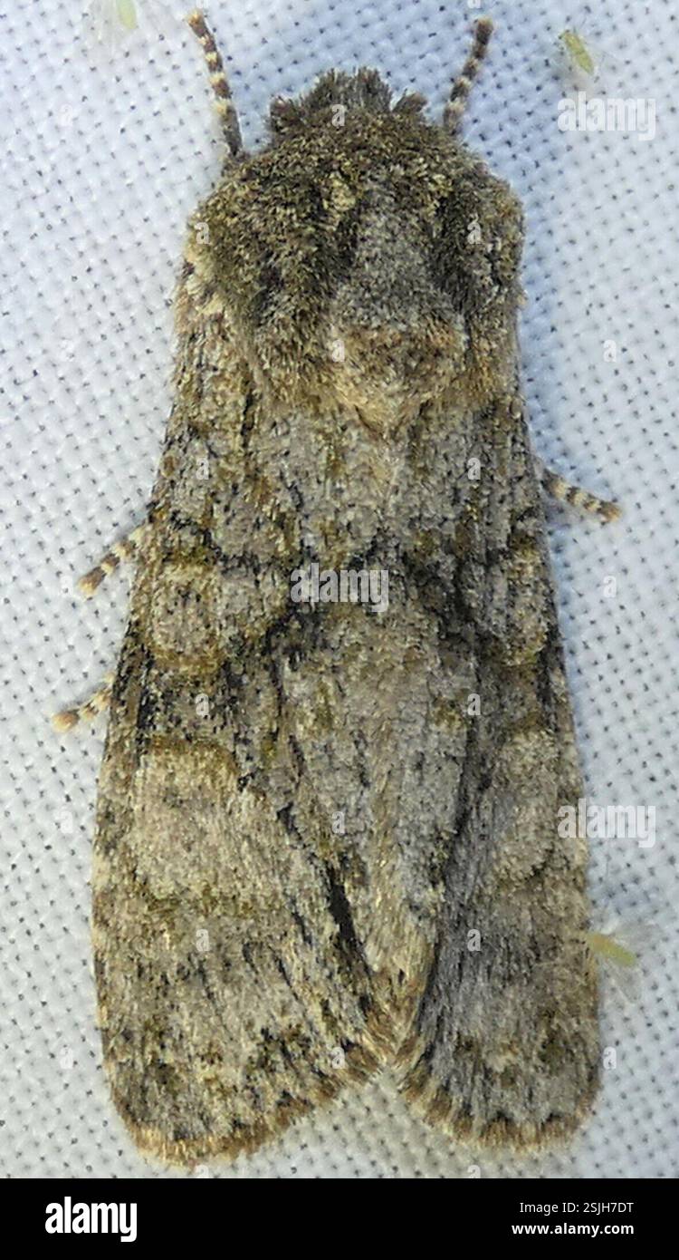 Figure-eight Sallow (Psaphida resumens), Insecta, River Rd. Preserve ...