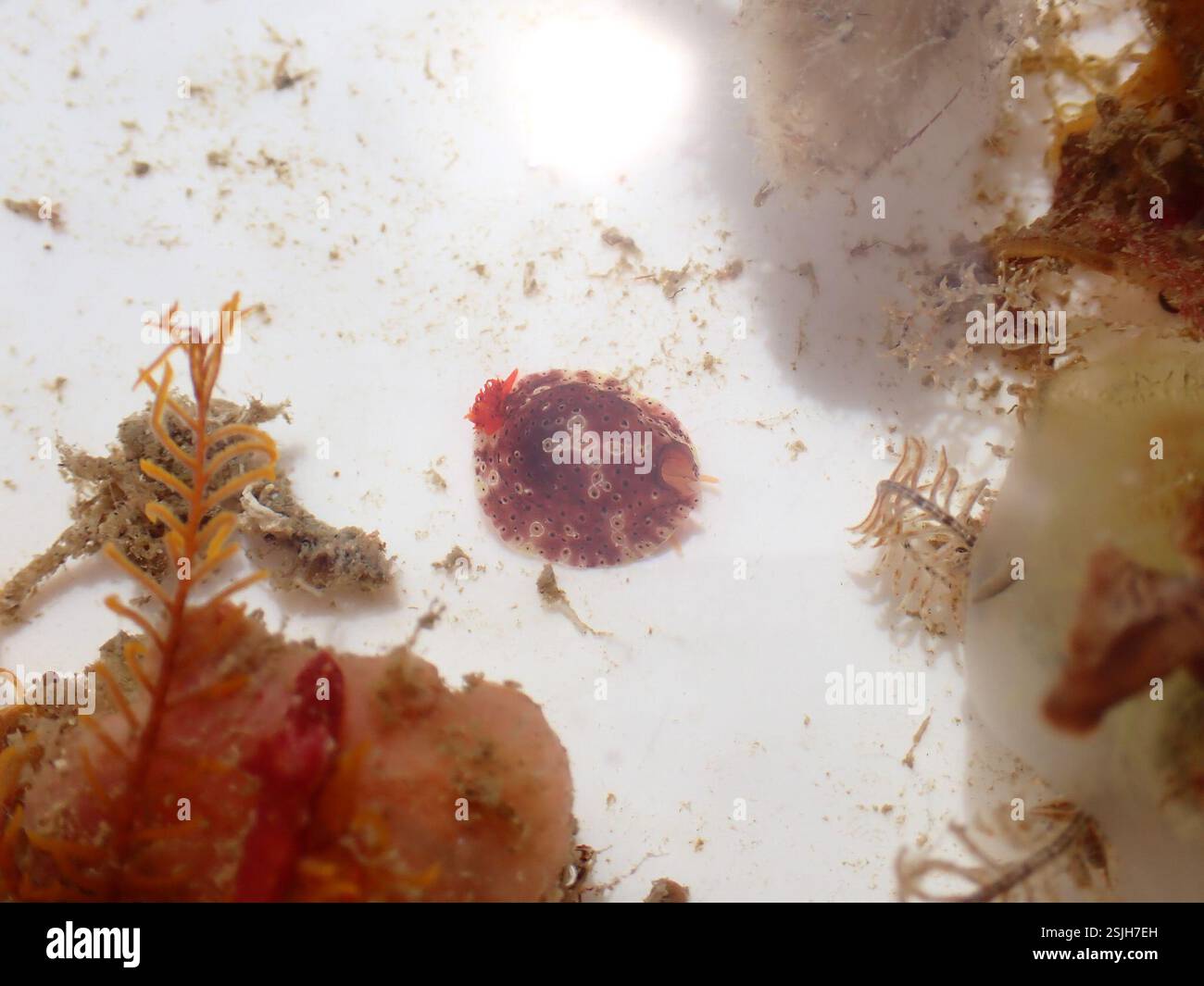 (Djiboutia australis), Mollusca, Colac-Otway - South, AU-VI, AU, Looks ...