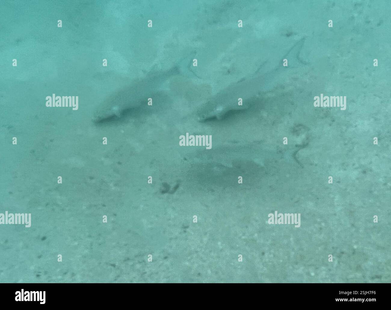 Sea Mullet (Mugil cephalus), Actinopterygii, Oʻahu, East Honolulu, HI ...